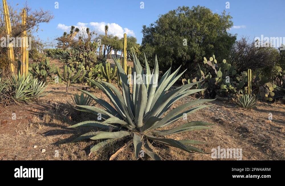 Maguey plant mexico Stock Videos & Footage - HD and 4K Video Clips - Alamy