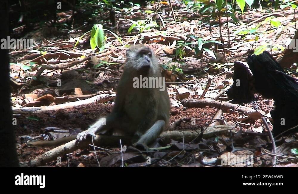 Monkey Stock Videos & Footage - HD and 4K Video Clips - Alamy