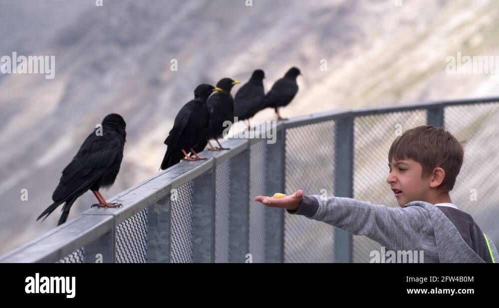 Feeding crows Stock Videos & Footage - HD and 4K Video Clips - Alamy