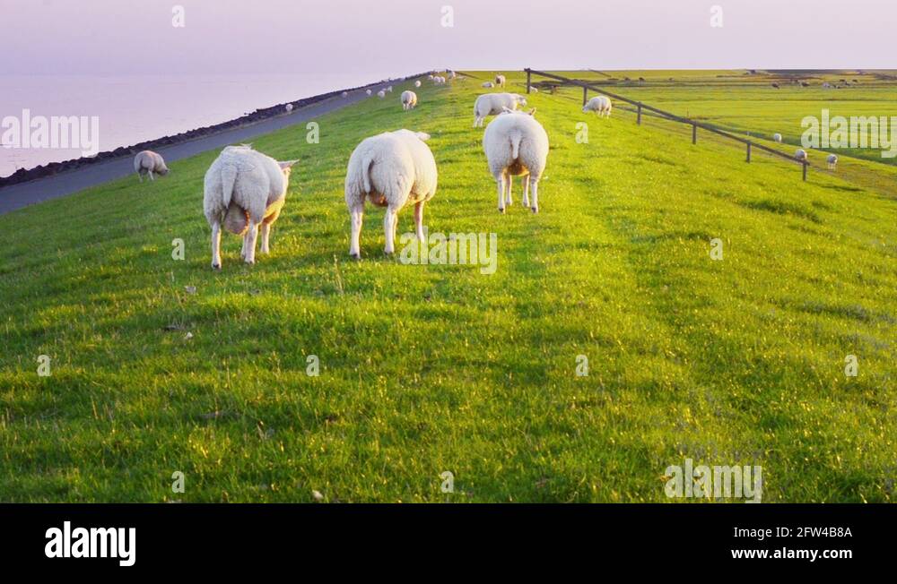 Year ram sheep Stock Videos & Footage - HD and 4K Video Clips - Alamy