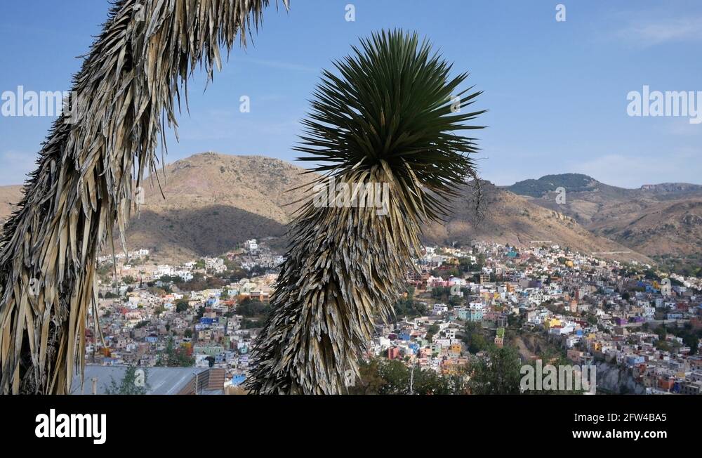 Tree yucca Stock Videos & Footage - HD and 4K Video Clips - Alamy