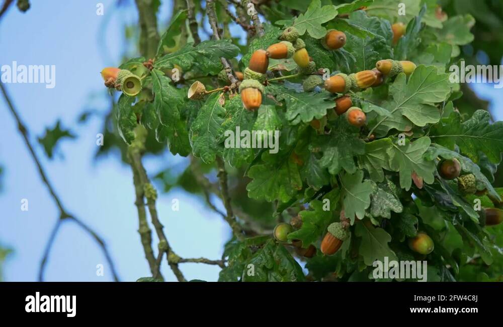 Oak tree fruit Stock Videos & Footage - HD and 4K Video Clips - Alamy