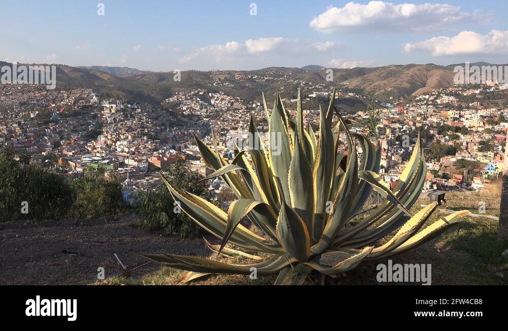 Green maguey Stock Videos & Footage - HD and 4K Video Clips - Alamy