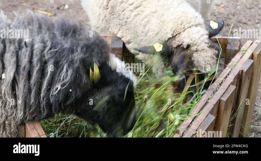 Black wool from black sheep Stock Videos & Footage - HD and 4K Video ...