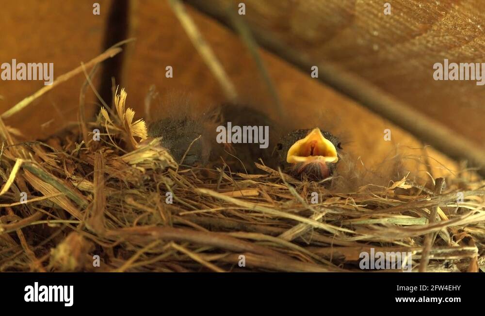 Crying bird Stock Videos & Footage - HD and 4K Video Clips - Alamy