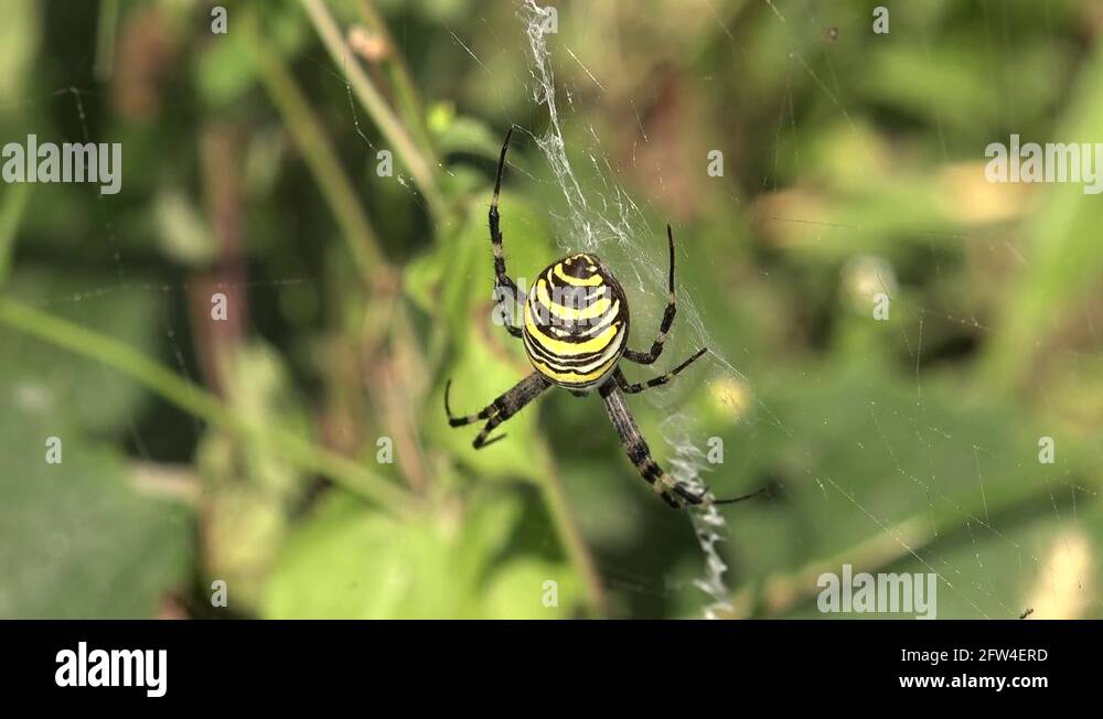 Tarantula nest Stock Videos & Footage - HD and 4K Video Clips - Alamy