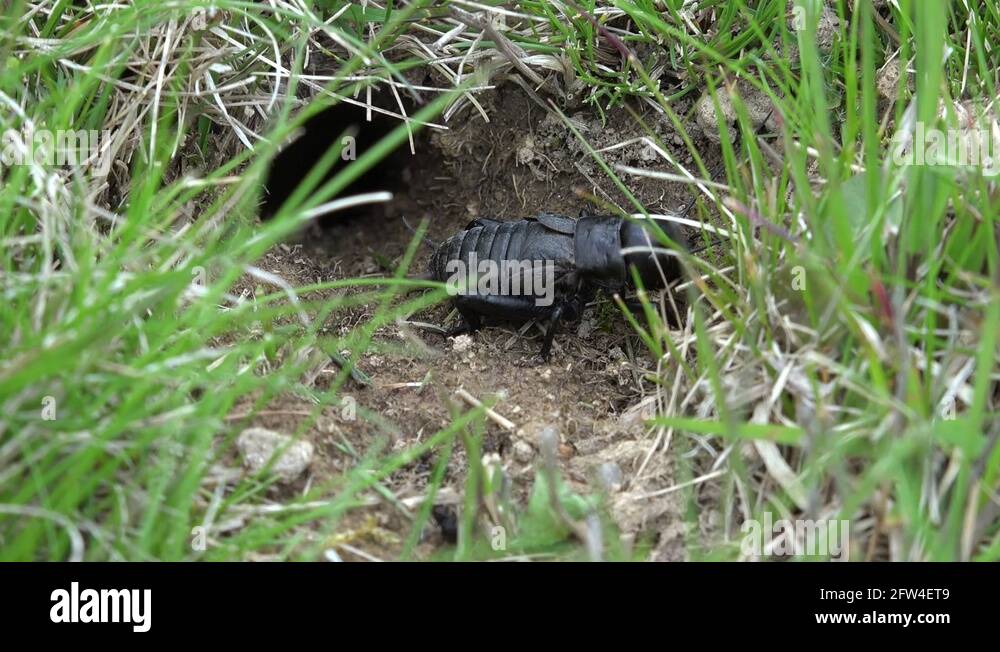 Cicada singer Stock Videos & Footage - HD and 4K Video Clips - Alamy