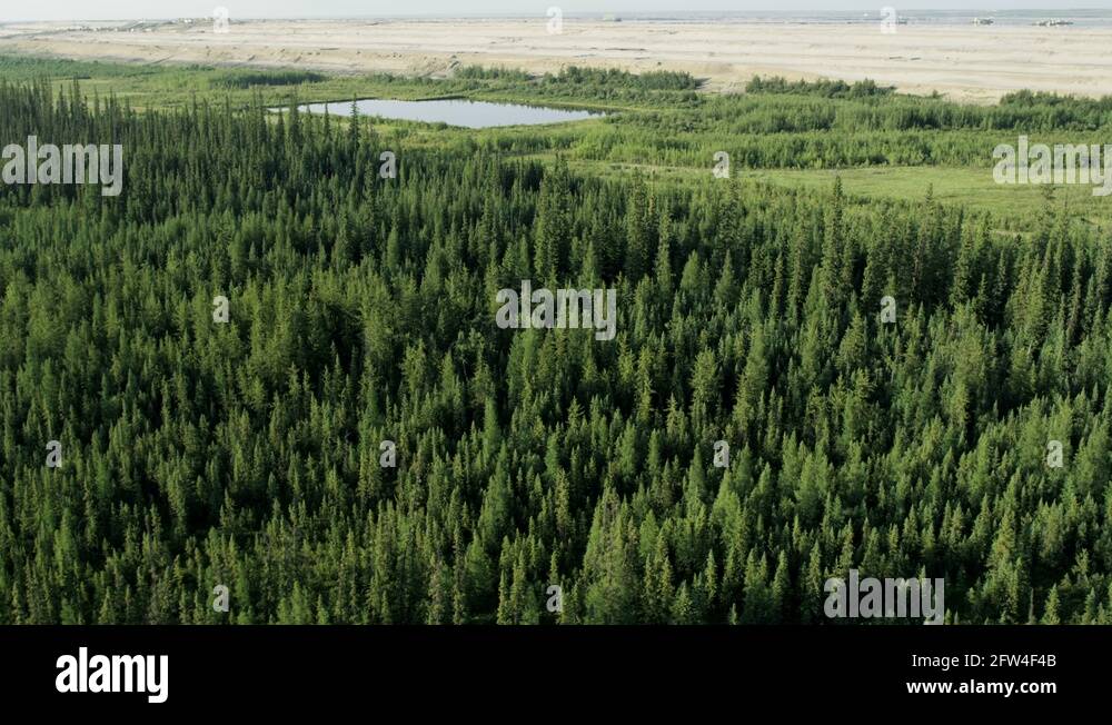 Forest fort Stock Videos & Footage - HD and 4K Video Clips - Alamy