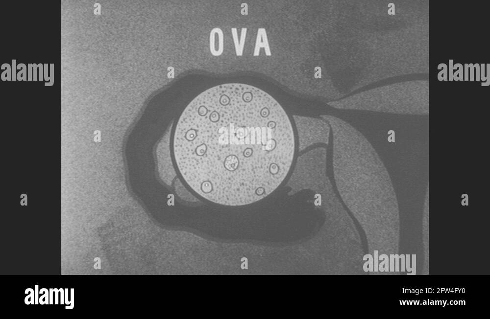 Ova egg Stock Videos & Footage - HD and 4K Video Clips - Alamy