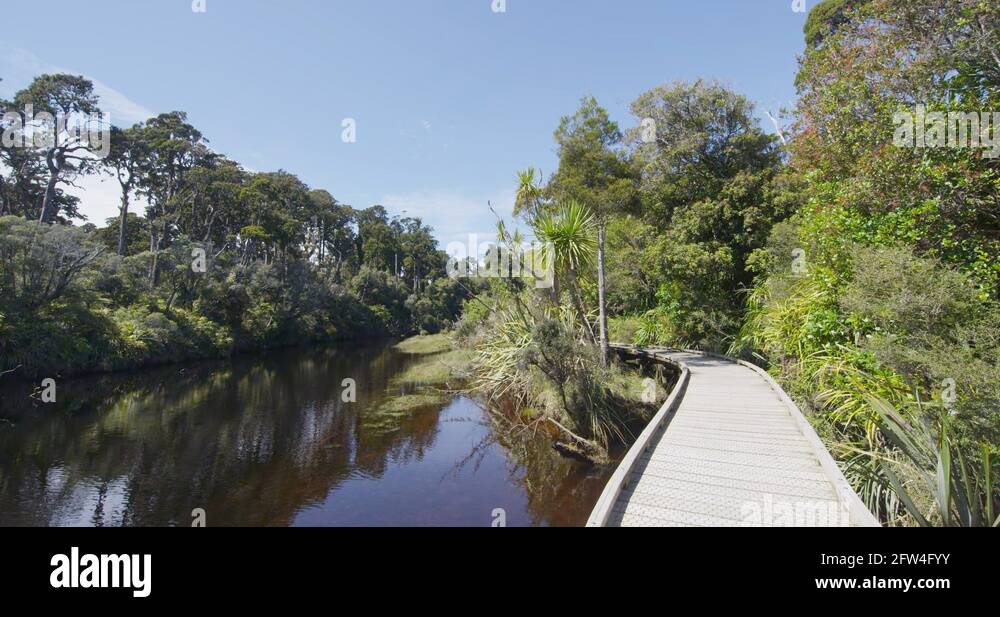 Swamp forest new zealand Stock Videos & Footage - HD and 4K Video Clips ...