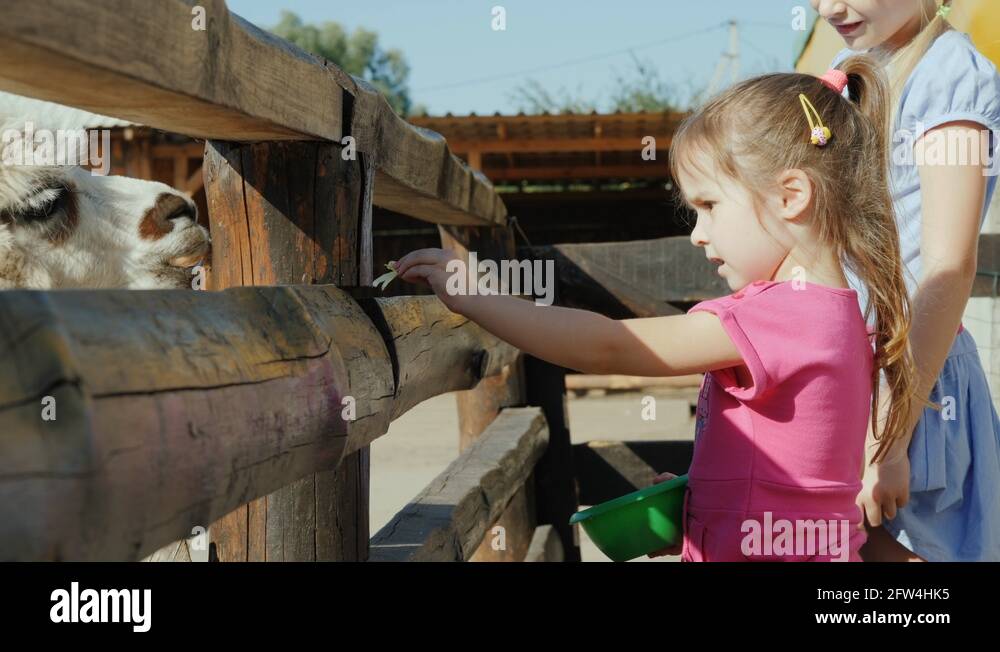 Give animals Stock Videos & Footage - HD and 4K Video Clips - Alamy