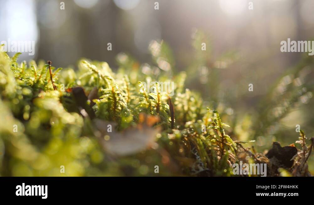 Green moss landscape Stock Videos & Footage - HD and 4K Video Clips - Alamy