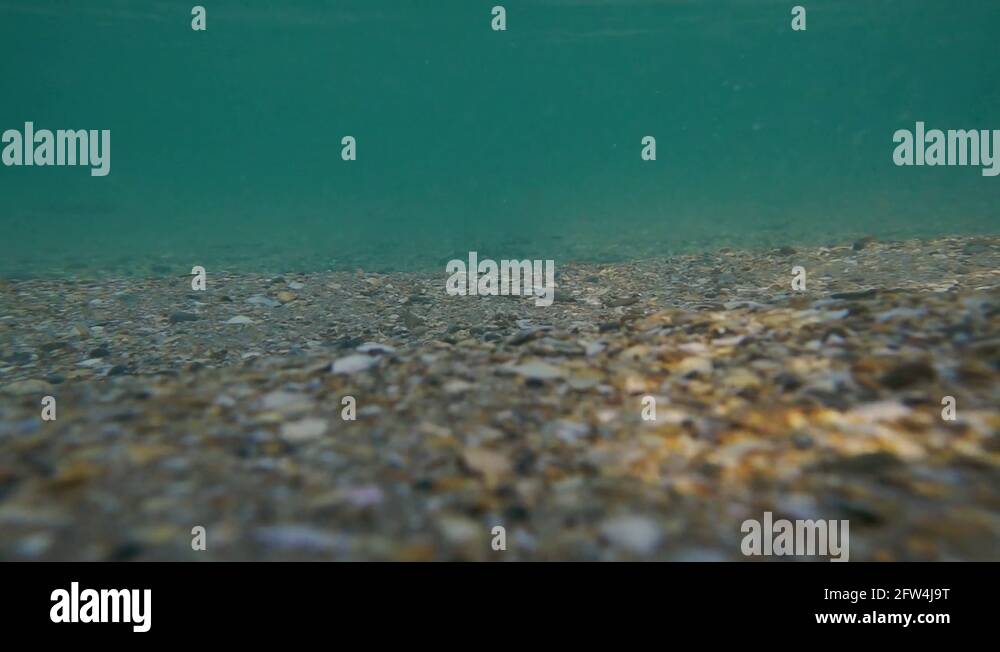 Muddy shell Stock Videos & Footage - HD and 4K Video Clips - Alamy