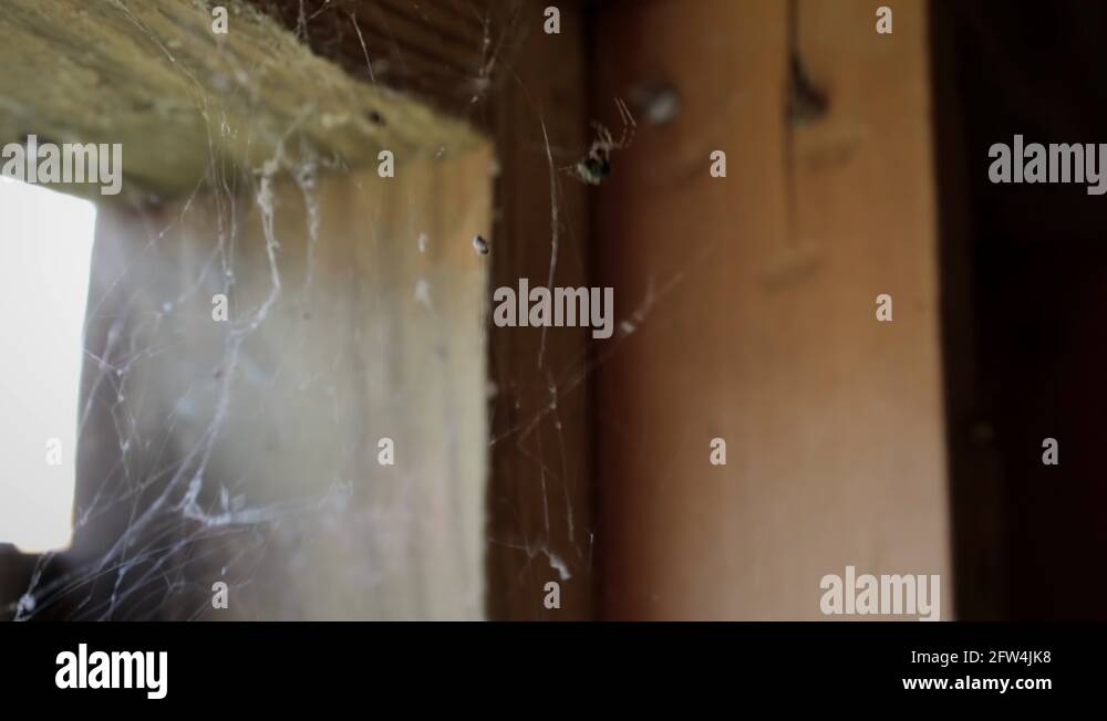 Spider in dirty basement Stock Videos & Footage - HD and 4K Video Clips ...