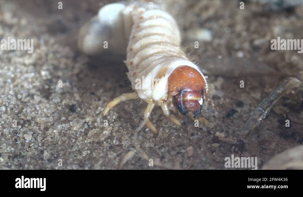 Insect macro 4k: Larvae white third instar of may beetle in ground ...