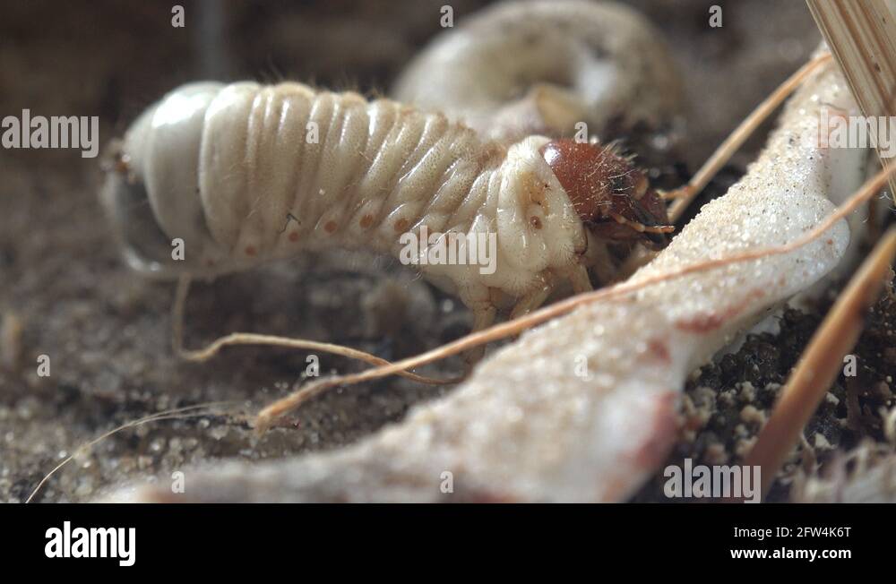 Insect macro 4k: Larvae white third instar of may beetle in ground ...