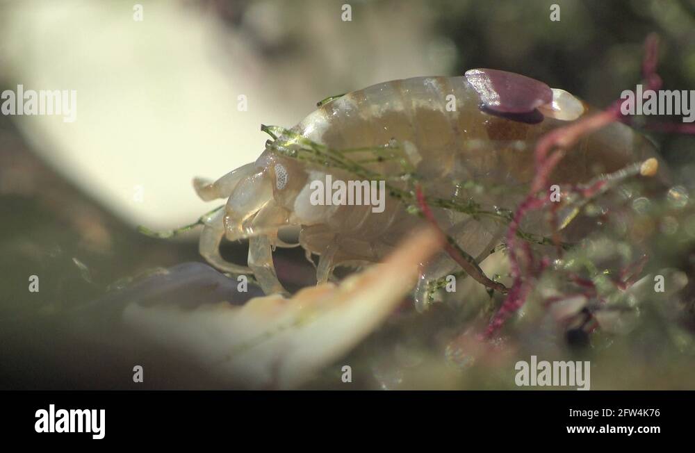 Sand hopper macro 4k: Talitrus saltator is animal of sandy beaches ...
