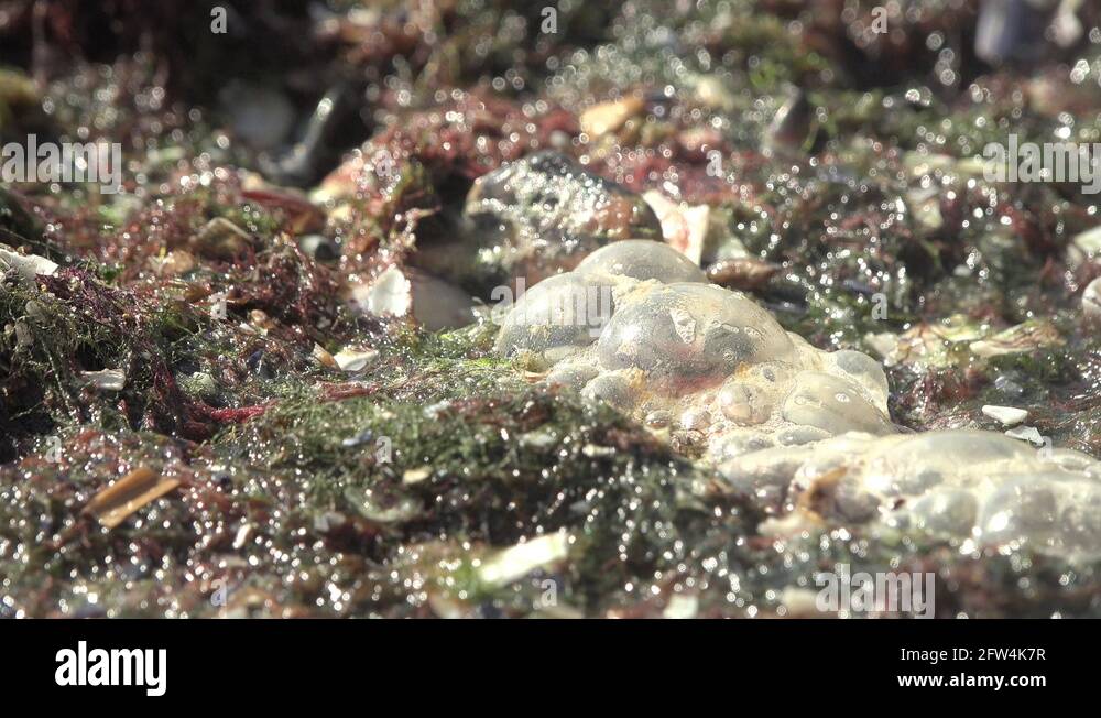 Macro ecosystem Stock Videos & Footage - HD and 4K Video Clips - Alamy