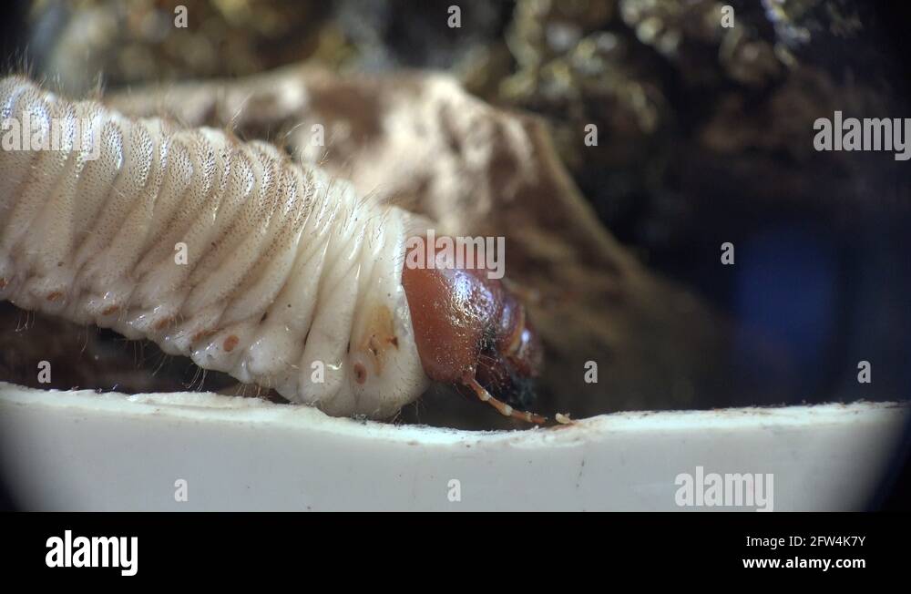 Insect macro 4k: Larvae white third instar of may beetle in ground ...