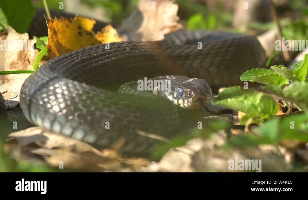Snake roll Stock Videos & Footage - HD and 4K Video Clips - Alamy