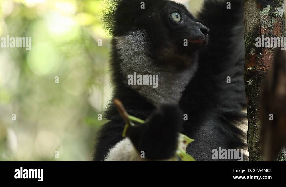 Indri lemur (Indri indri) eats leaf Stock Video Footage - Alamy
