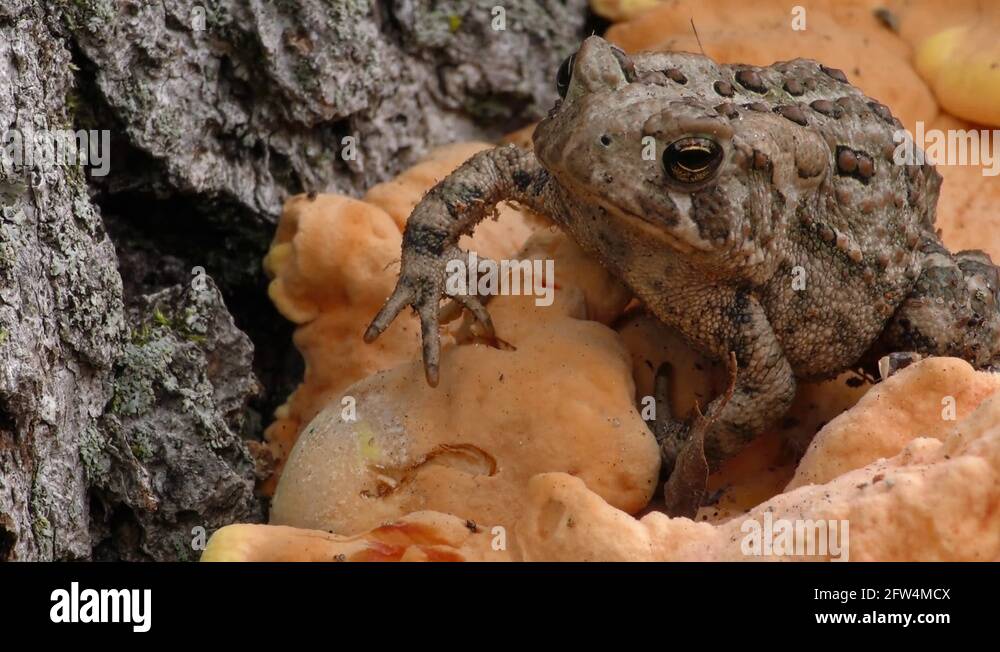 Chicken life cycle Stock Videos & Footage - HD and 4K Video Clips - Alamy