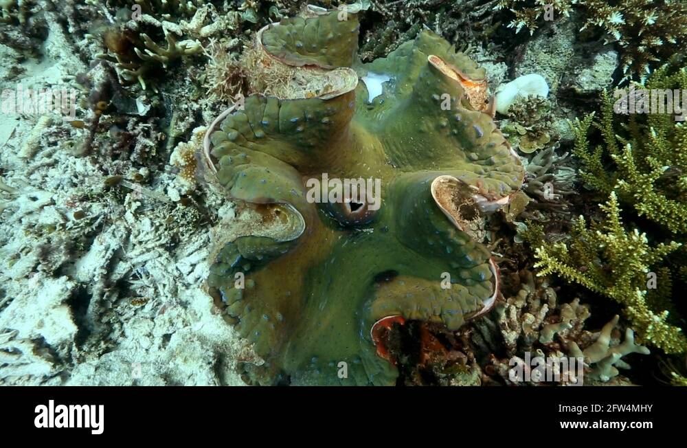 Giant clam (Tridacna gigas) underwater in Raja Ampat, West Papua Stock ...