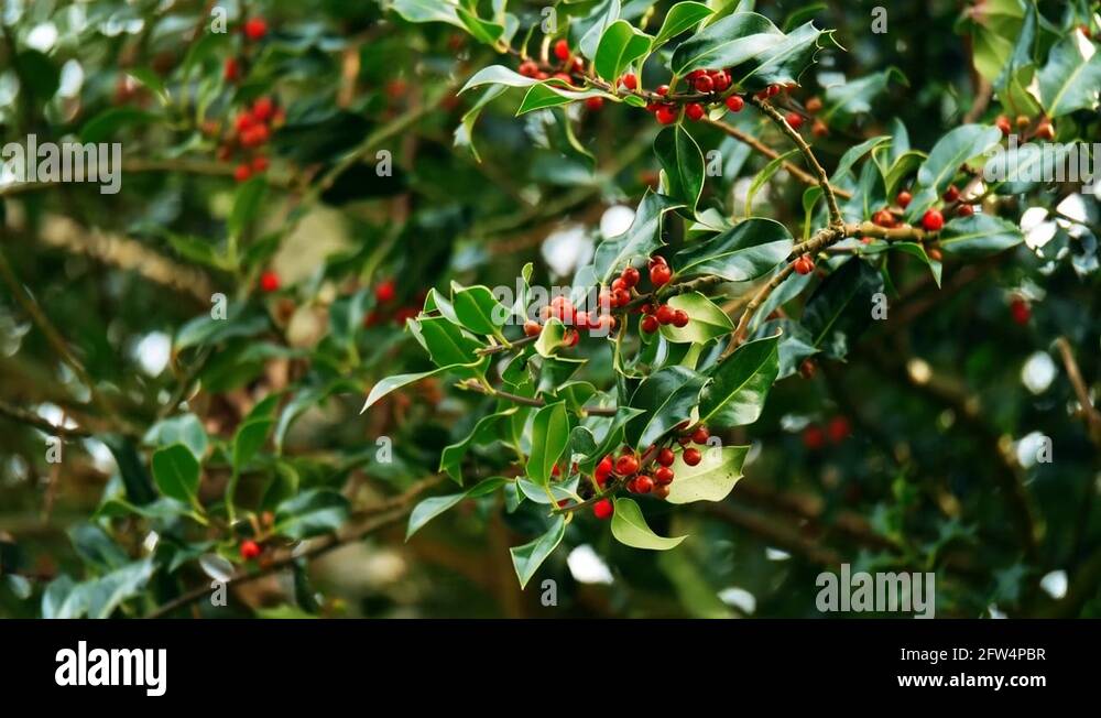 Holly berries tree trees leaves Stock Videos & Footage - HD and 4K ...