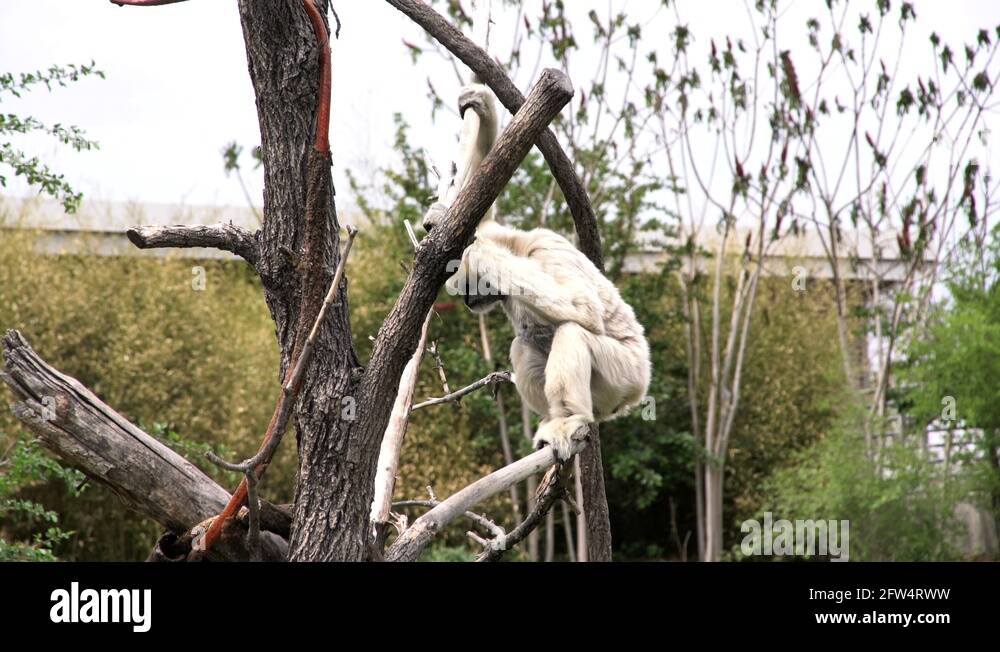 Monkey hanging Stock Videos & Footage - HD and 4K Video Clips - Alamy