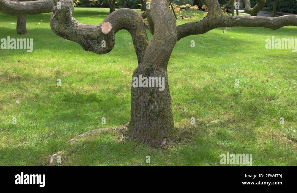 Twisted old tree Stock Videos & Footage - HD and 4K Video Clips - Alamy