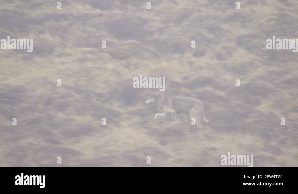 Grey wolf hunting Stock Videos & Footage - HD and 4K Video Clips - Alamy