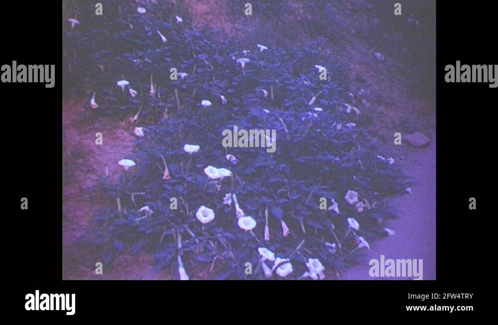 Plant of shade Stock Videos & Footage - HD and 4K Video Clips - Alamy