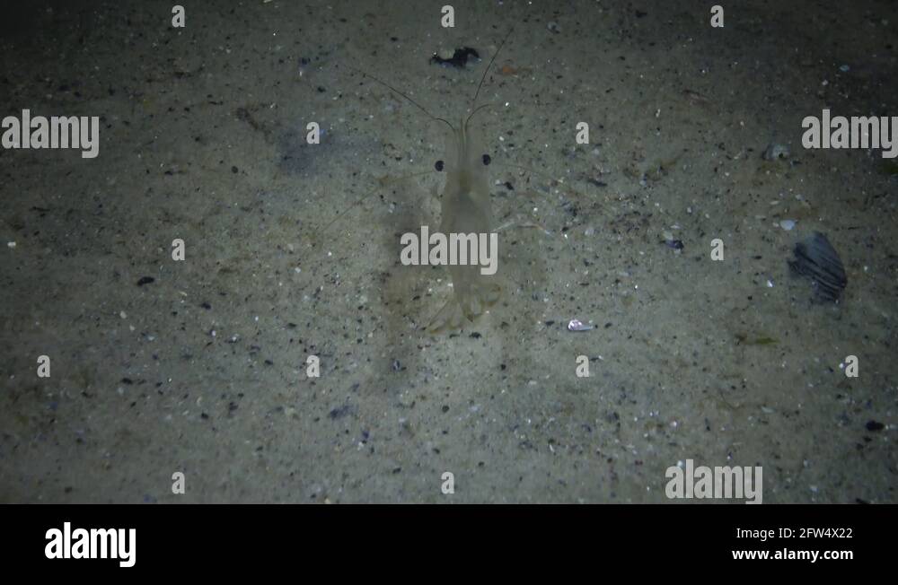Prawn eyes Stock Videos & Footage - HD and 4K Video Clips - Alamy