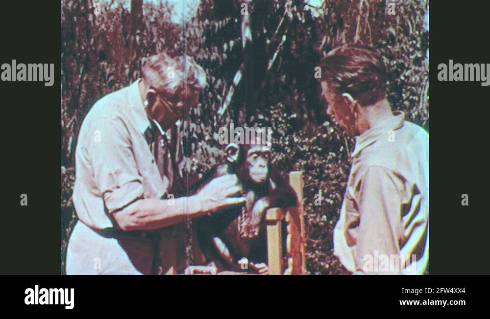 Monkey chest Stock Videos & Footage - HD and 4K Video Clips - Alamy