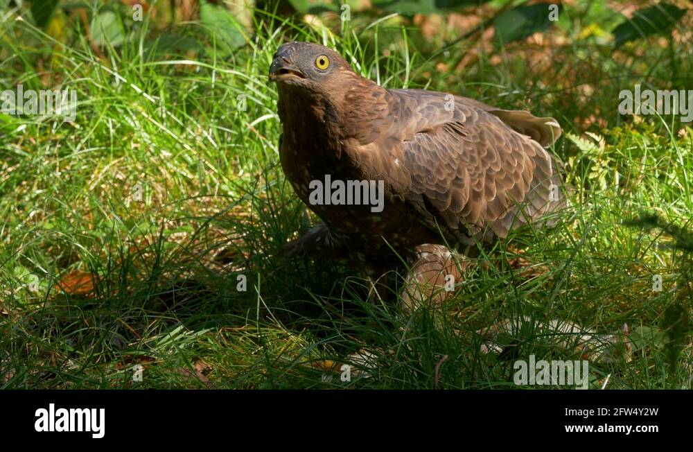 Honey buzzard nest Stock Videos & Footage - HD and 4K Video Clips - Alamy