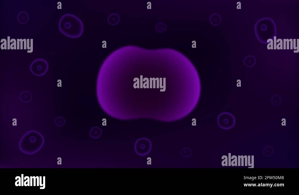 mitosis, the process of cell division and multiplication Stock Video ...