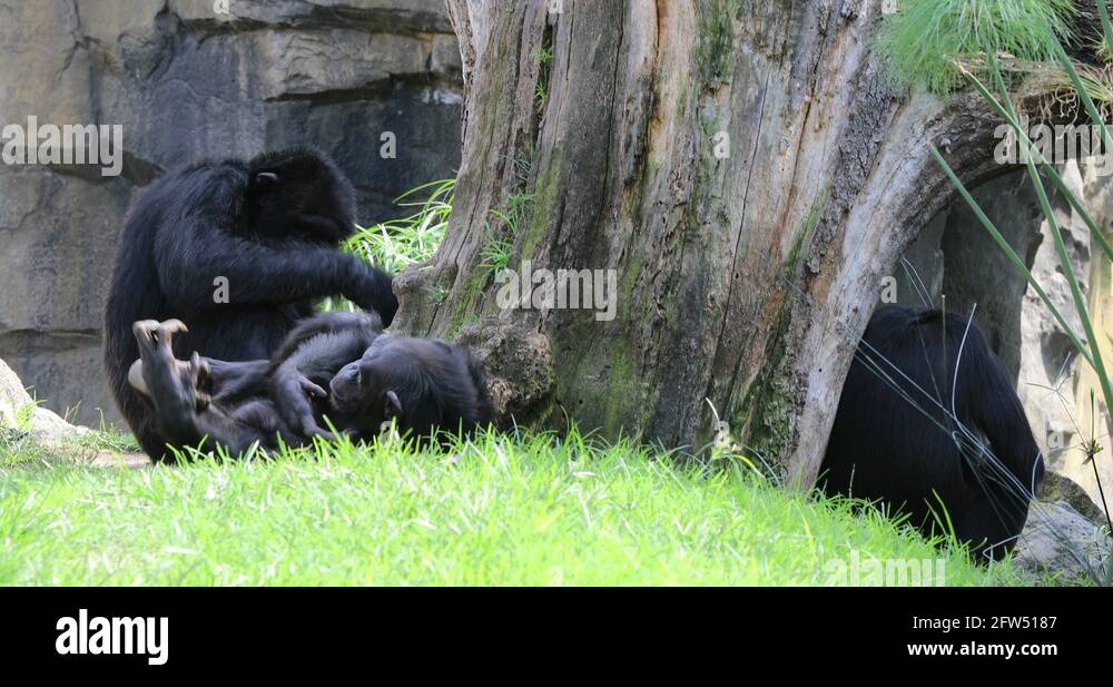 Chimpanzee family africa Stock Videos & Footage - HD and 4K Video Clips ...