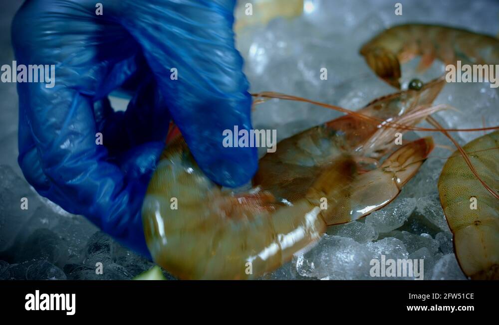 Display restaurant prawns lobster Stock Videos & Footage - HD and 4K ...