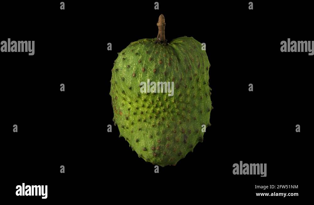 Rotating Soursop (Graviola) on Transparent Background (Alpha Channel ...