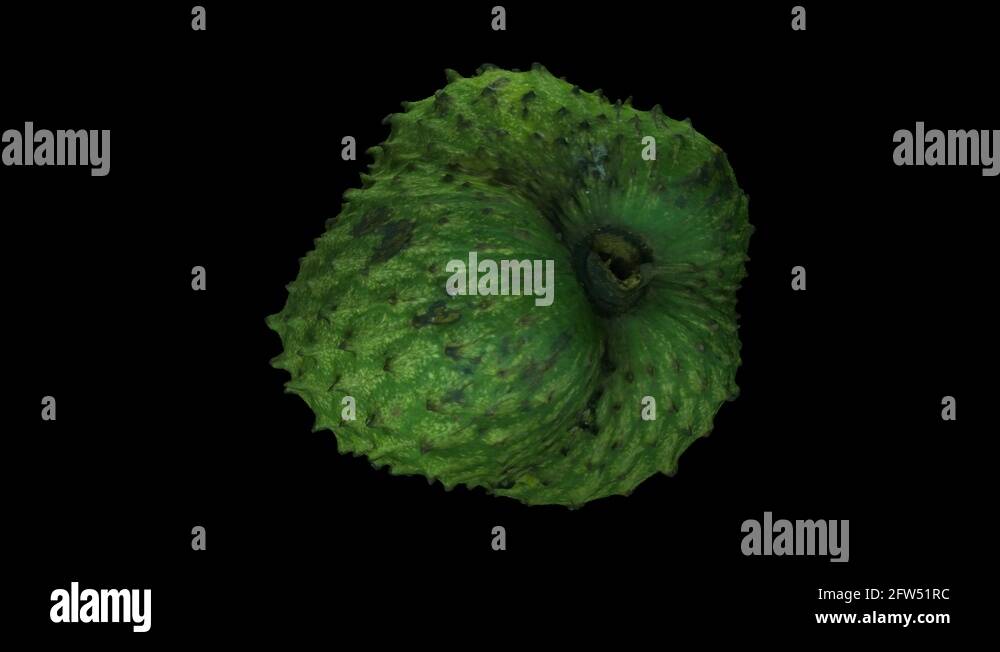 Rotating Soursop (Graviola) on Transparent Background (Alpha Channel ...