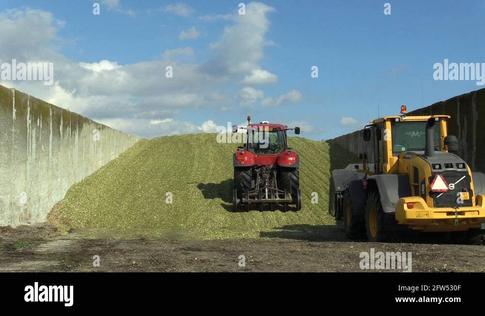 Corn silage pile in concrete pit, special wheeled tractor compacting ...