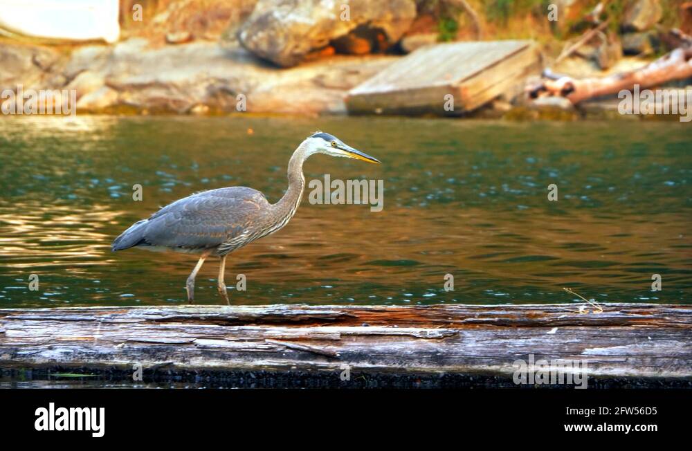 Bird slide Stock Videos & Footage - HD and 4K Video Clips - Alamy