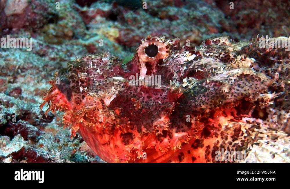 Lionfish Scorpionfish poisonous bright red underwater on seabed in ...
