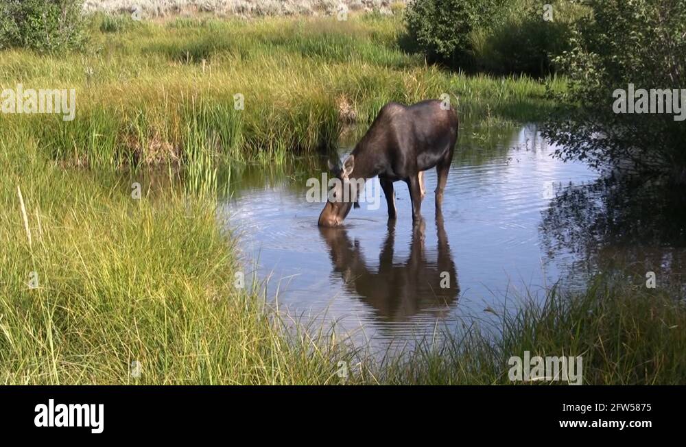 Moose lake montana Stock Videos & Footage - HD and 4K Video Clips - Alamy