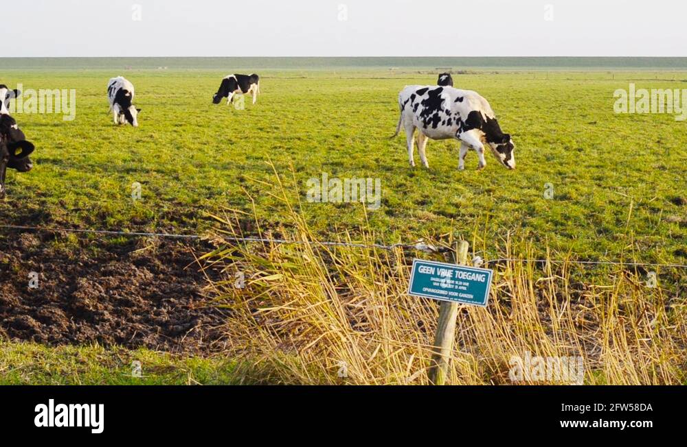 Livestock protection Stock Videos & Footage - HD and 4K Video Clips - Alamy