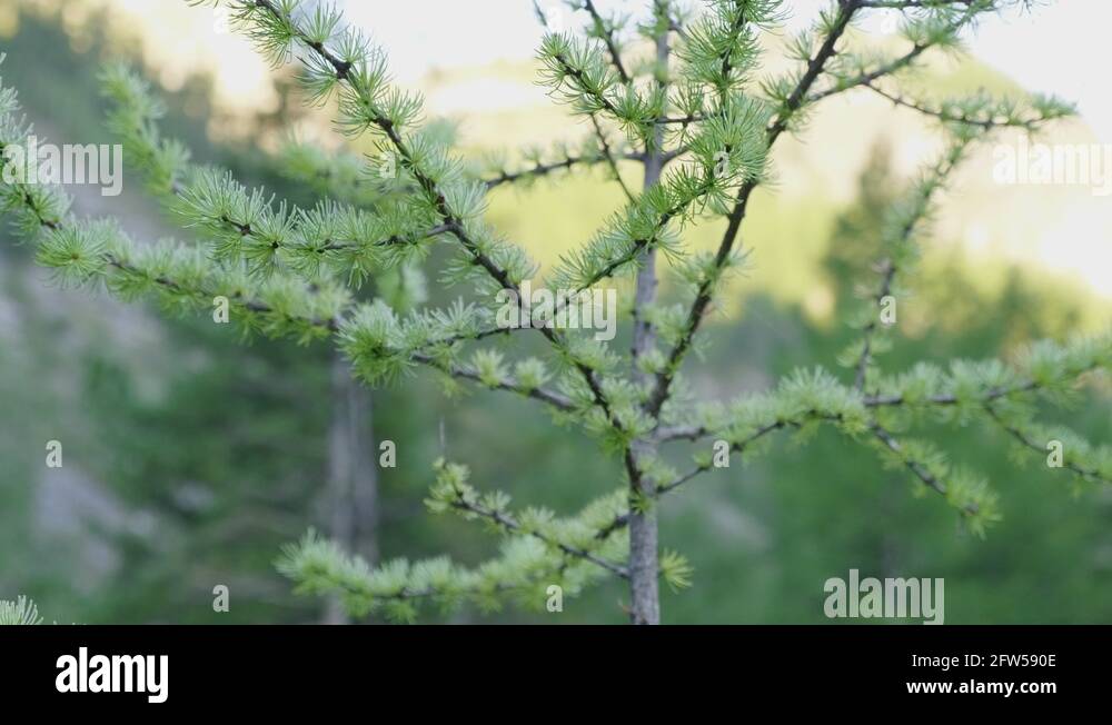 Larch pine Stock Videos & Footage - HD and 4K Video Clips - Alamy