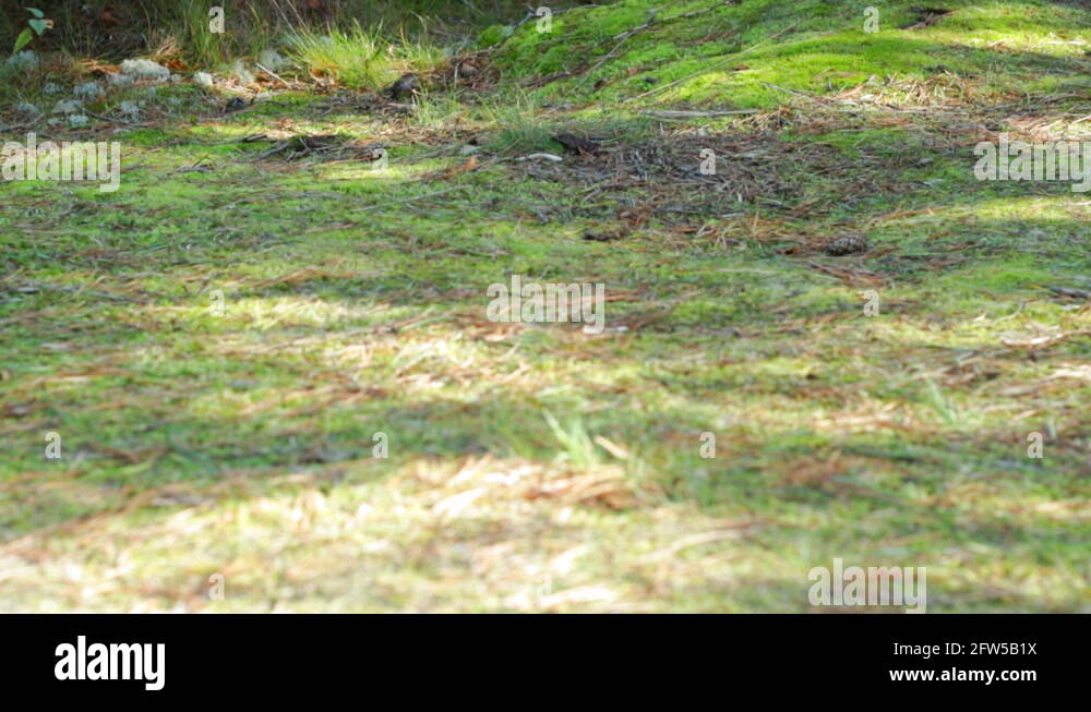 Path moss Stock Videos & Footage - HD and 4K Video Clips - Alamy