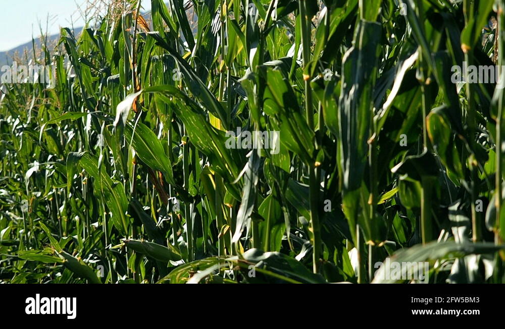 Corn fields crops farming plants food Stock Videos & Footage - HD and ...