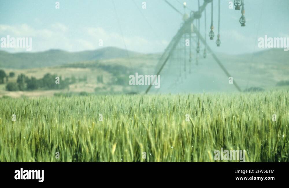 Farm water irrigation of wheat crop in fields with a backdrop of ...