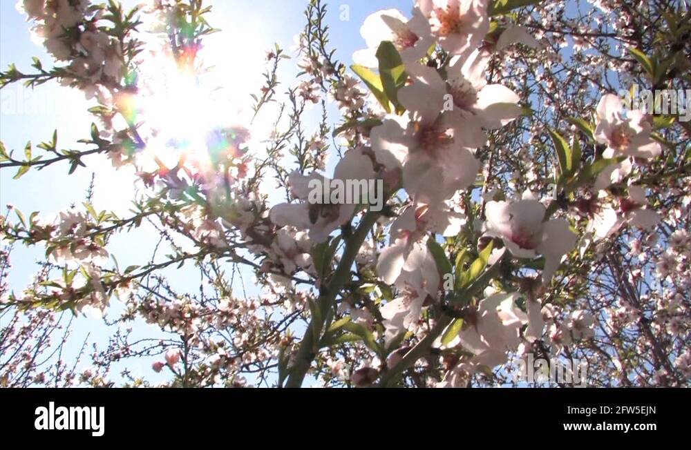 Almond tree in bloom Stock Videos & Footage - HD and 4K Video Clips - Alamy